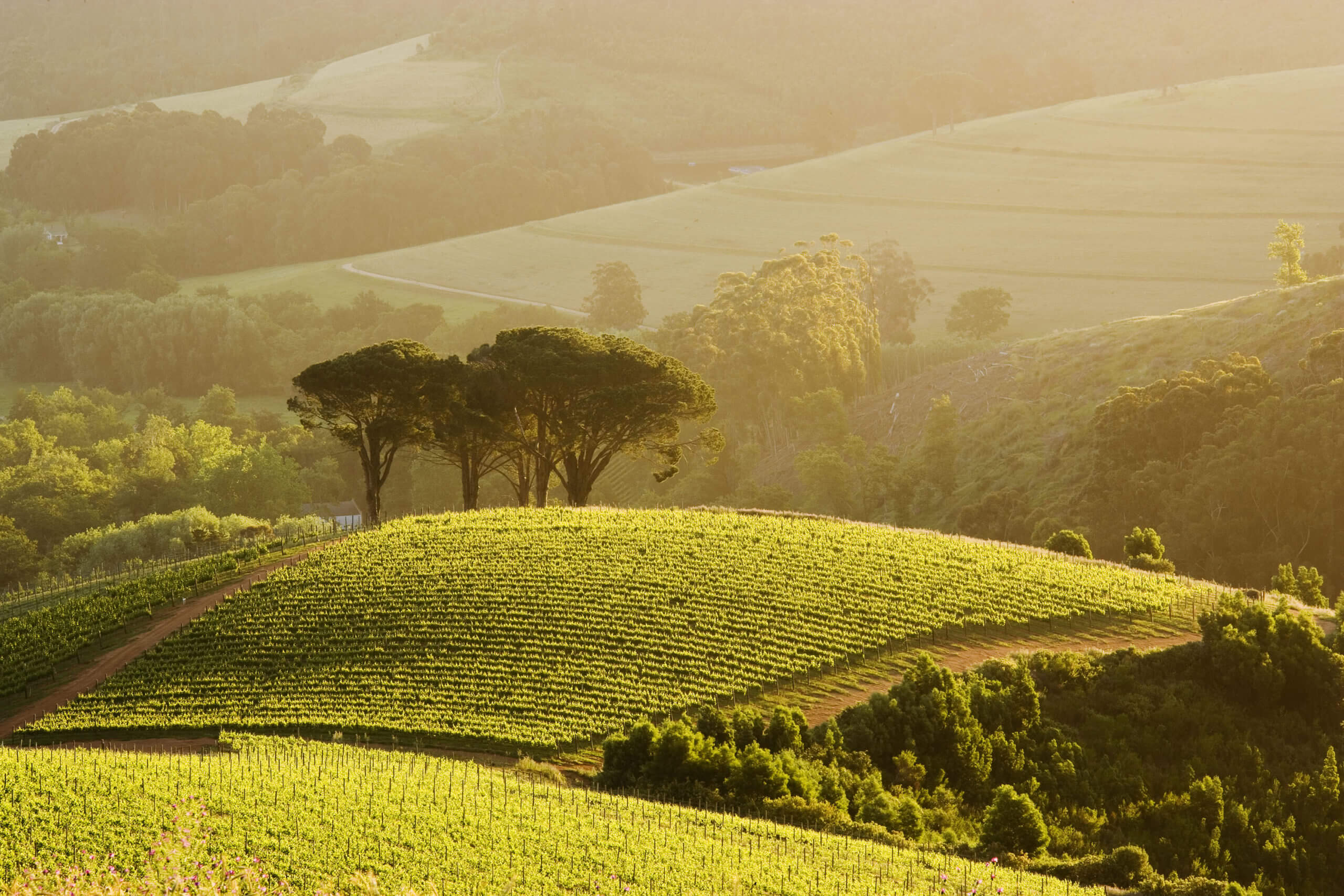 Our Story - Rustenberg Wines - South Africa