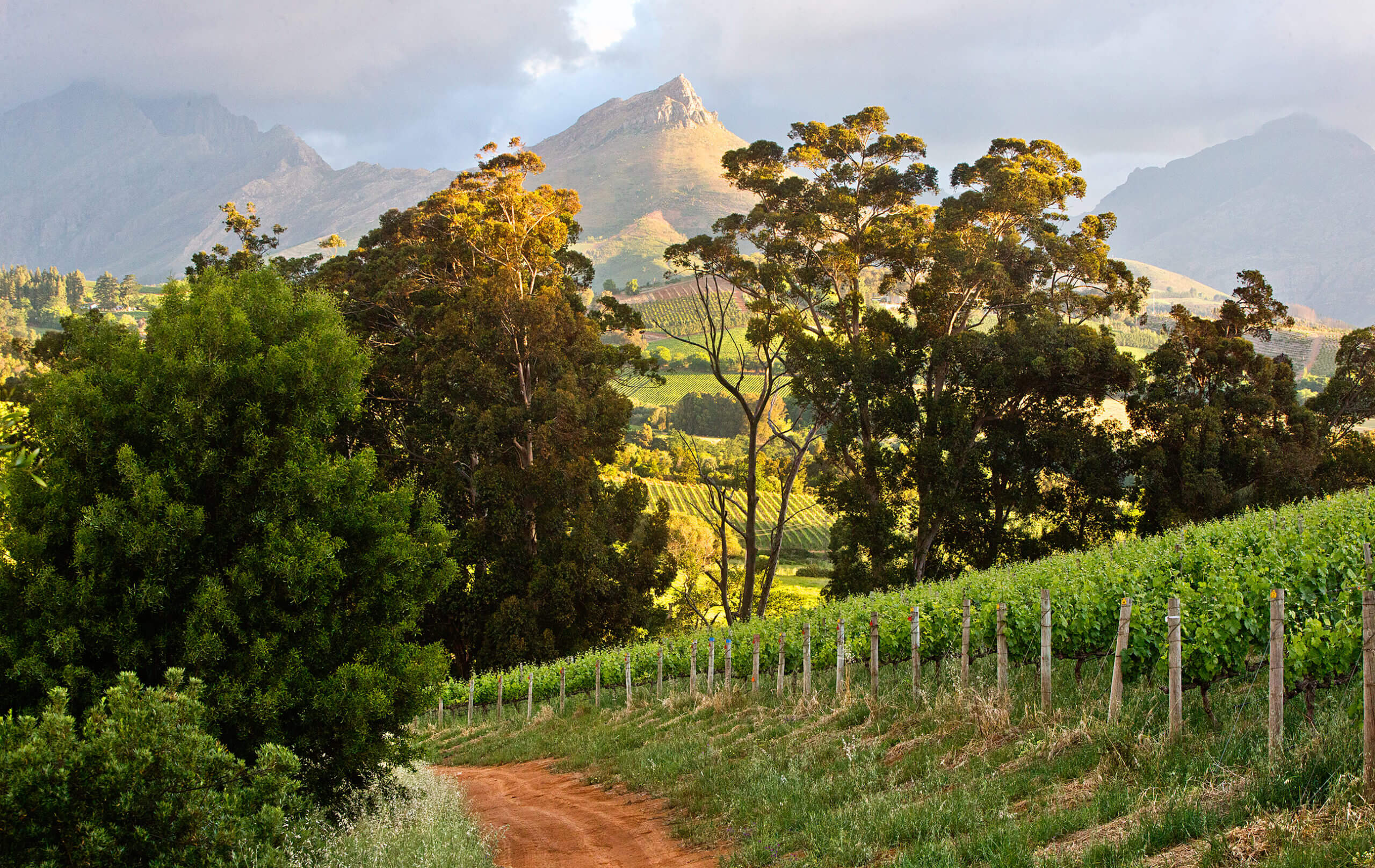 Wine Portfolio - Rustenberg Wines - South Africa